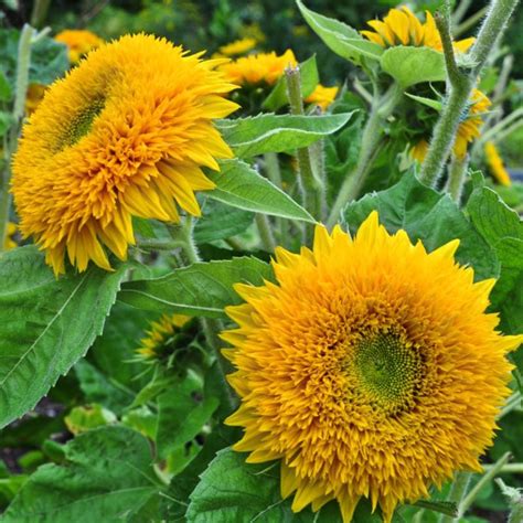 Teddy Bear Sunflower Helianthus Annuus Pinetree Garden Seeds