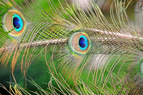 Peacock Feather Texture Stock Image Colourbox
