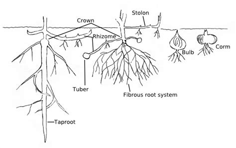 Weed Identification Tools And Techniques Eorganic