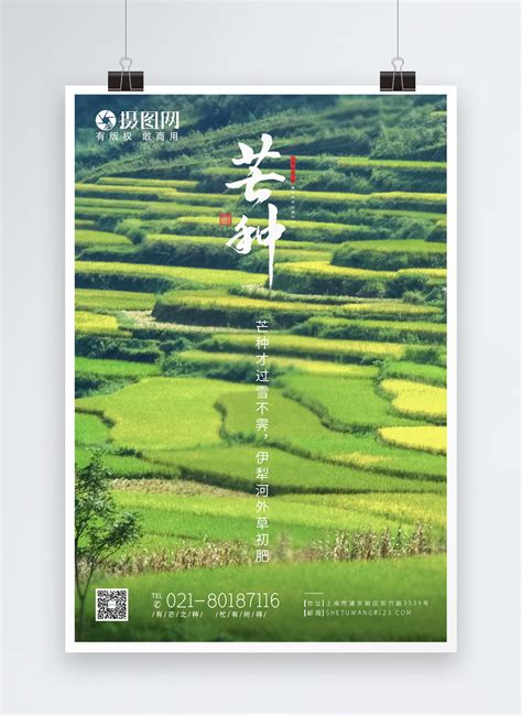 24節氣芒種節氣海報模板素材，設計範本免費下載 Lovepik