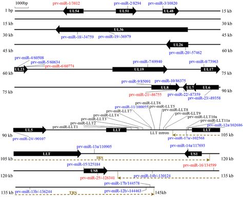 Location Of Virally Encoded Mirna In The Prv Js 2012 Genome The Download Scientific Diagram