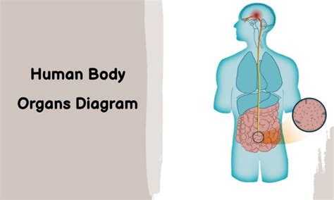 Diagram Of Human Body Organs Front And Back Doctor Espo
