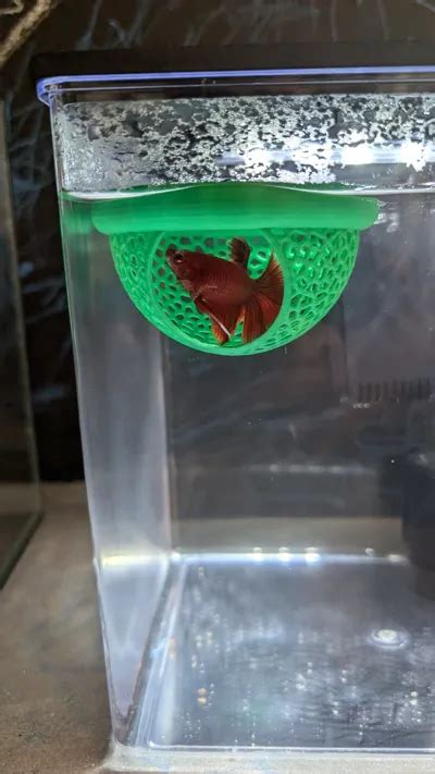 Floating Aquarium Hide By Kit Kat Makerworld Download Free 3d Models