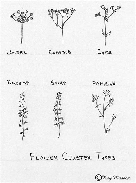 The Dandelion Appreciation Society Botany Taxonomy