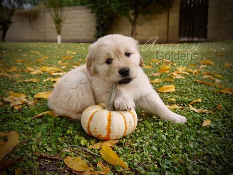 Anasazi Golden Retrievers Tempe Az