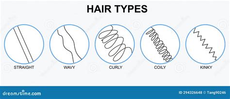 Classification Of Different Hair Types Stock Illustration Illustration Of Hair Structure