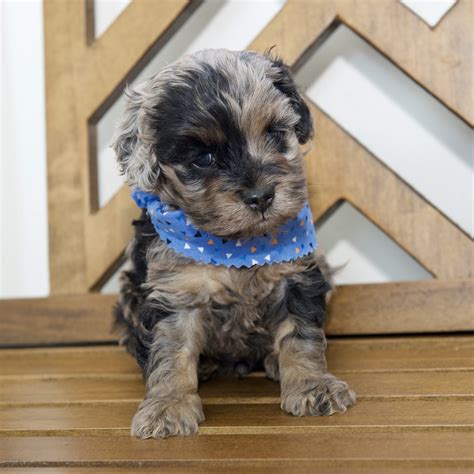Cockapoo Ridgetop Kennels