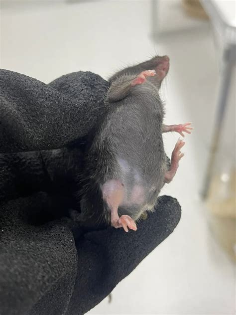 关节炎模型造模方法：全面解析与实用指南