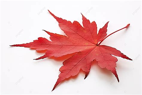 Daun Maple Merah Makro Foto Musim Gugur Latar Belakang Untuk Unduhan Gratis