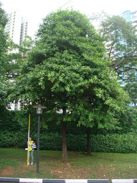 Gis Trees Fagraea Fragrans 15