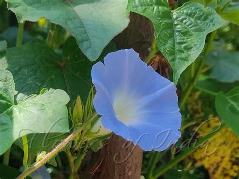 Ipomoea Nil Alchetron The Free Social Encyclopedia