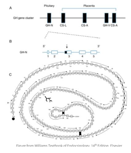 Physiology Of Growth Hormone Secretion Flashcards Quizlet