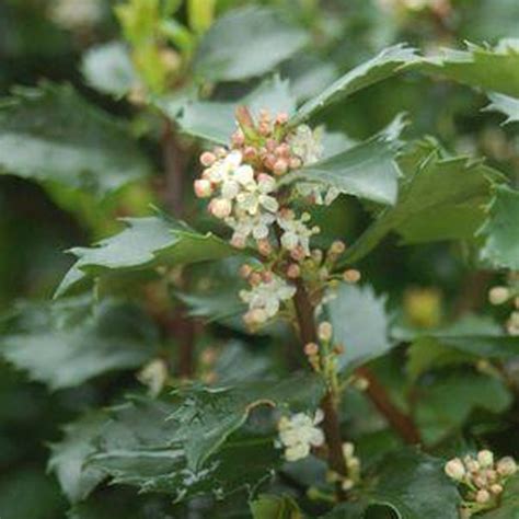 Castle Wall® Blue Holly Plant Addicts