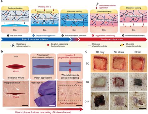 A Recent Representative Wearable Hydrogel Patch A Strain‐programmed