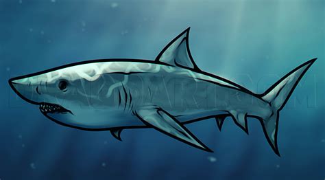 How To Draw A Shark By Dawn Dragoart Com