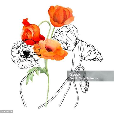 손으로 그린 수채화 식물 그림 꽃 잎 빨간 양귀비 Papaver 줄기 새싹 Seedpods 필드 꽃다발은 흰색 배경에 고립되어