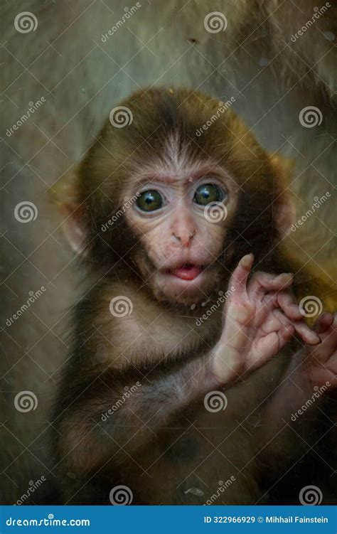 Potrait Image Of Monkey Macaque Stock Image Image Of Cute Asia