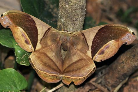 Desert Dwelling Entomologists Visit The Rainforest In Belize