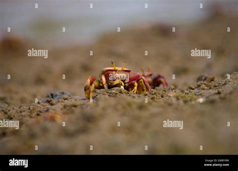 The Atlantic Marsh Fiddler Crab Uca Pugnax Feeding At Natural Park Of