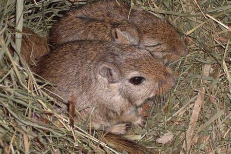 Gerbil Breeds 8 Types Of Gerbils And Their Characteristics