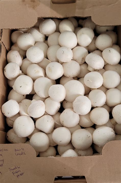Robotic Mushroom Harvesting Surpasses Human Labor In Quality Consistency And Efficiency
