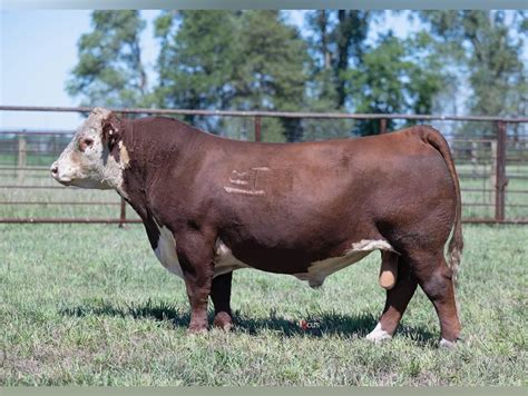 Sexed Semen Streamline