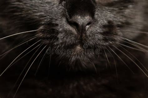 Close Up Of A Black Cat S Face Stock Image Image Of Monochrome