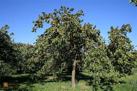 Marillenbaum Zur Blütezeit Bild Bestellen Naturbilder Bei Wildlife Media