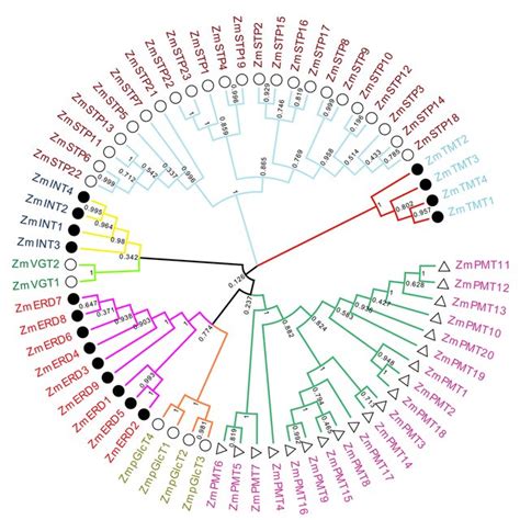 phylogenetic tree for mst proteins of zea mays multiple sequence