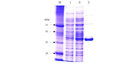 Sds Page Of Recombinant Pepa M Size Marker Pagepuler Unstained Broad