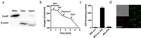 Mitochondrial Isolation And Characterization Mitochondria Were Download Scientific Diagram