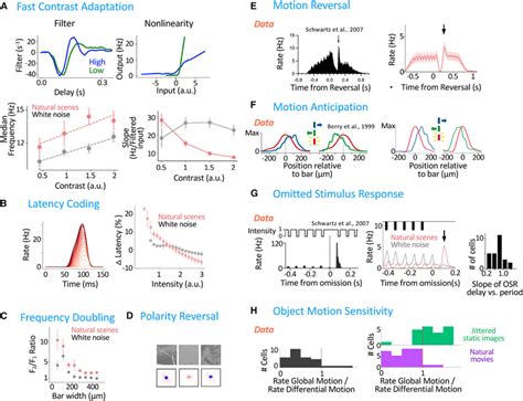 Models Reveal That Many Nonlinear Retinal Computations Are Engaged In Download Scientific
