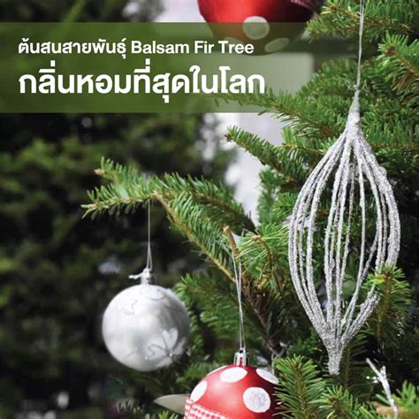 Kassa Home Pre Order Balsam Fir Fresh Pine Tree 8 Feet 240 Cm