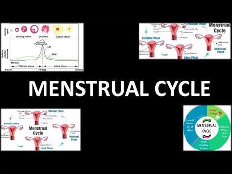 Human Physiology Menstrual Cycle Ovarian Cycle Youtube Edtech Books