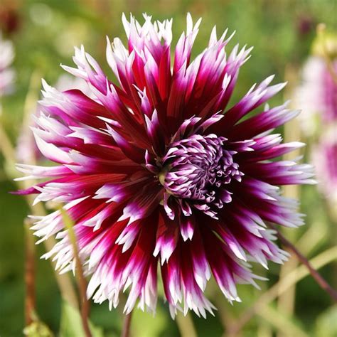 Dahlia Alauna Clair Obscur Bol