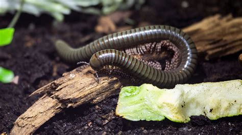 Giant African Olive Millipede Korkeasaari