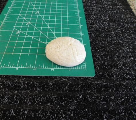 Fossil Sea Urchin Calcified Fossils And Artifacts For Sale Paleo Enterprises