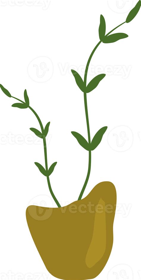 Planta Estética Flor Planta De Interior Para Decoración 9877112 Png