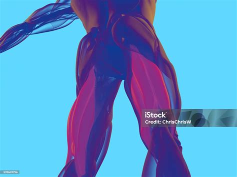 햄스트링 근육 그룹 인간의 해부학 근육 시스템 3d 일러스트레이션 3차원 형태에 대한 스톡 사진 및 기타 이미지 3차원 형태 건강관리와 의술 근육질 체격 Istock