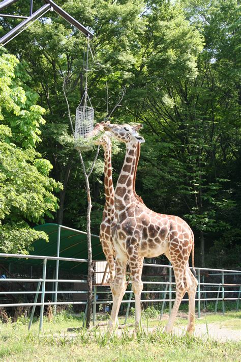 環境エンリッチメントとは？ どうぶ通