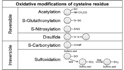 Oxidative Post Translational Modification Of Cysteine Residues In Download Scientific Diagram