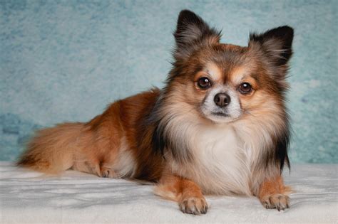 90000 Free Cute Chihuahua And Chihuahua Images Pixabay