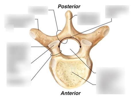 Veretebral Column Flashcards Quizlet