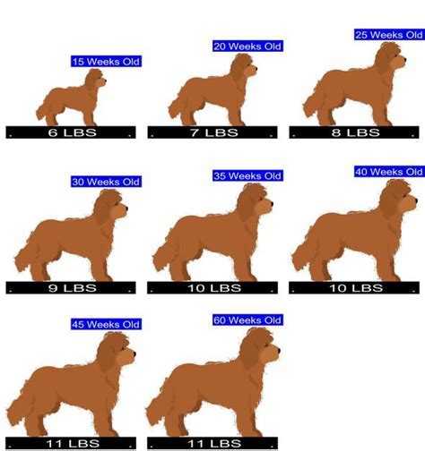 Discover The Unique Differences In Size With The Cockapoo Size