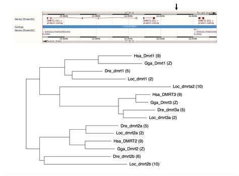 Also Indicate Whether The Gene Duplication Event Is A