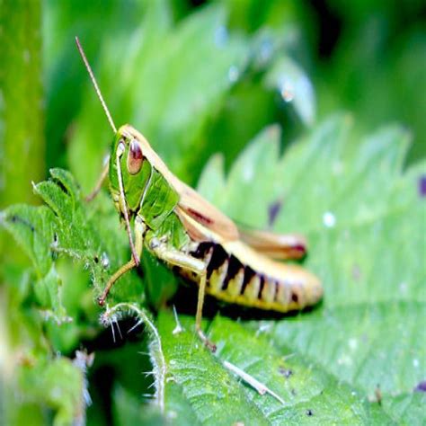 Tomatopests Object Detection Dataset By Yolo