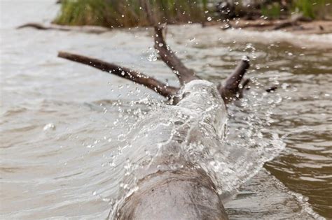 Premium Photo A Tree Trunk Nailed To The Shore Is Rafted Down The River In Waves Of Water With