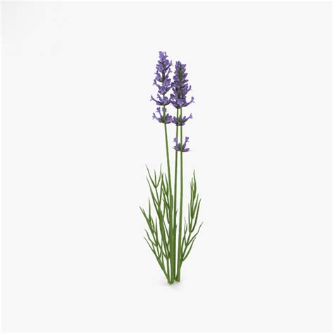 3d Lavender Model Turbosquid 1411038