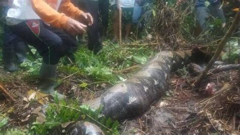 Woman Swallowed By 22 Foot Long Python In Indonesia