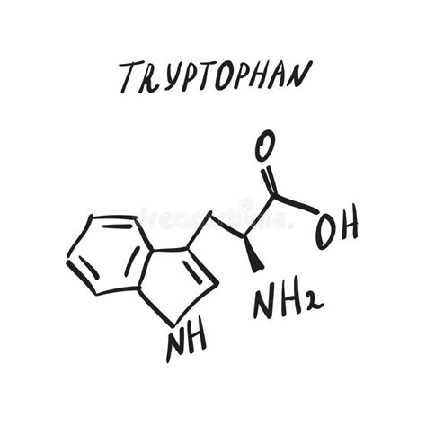 Tryptophan Molecule Formula Hand Drawn Imitation Of Amino Acid Structural Model Trp Chemistry